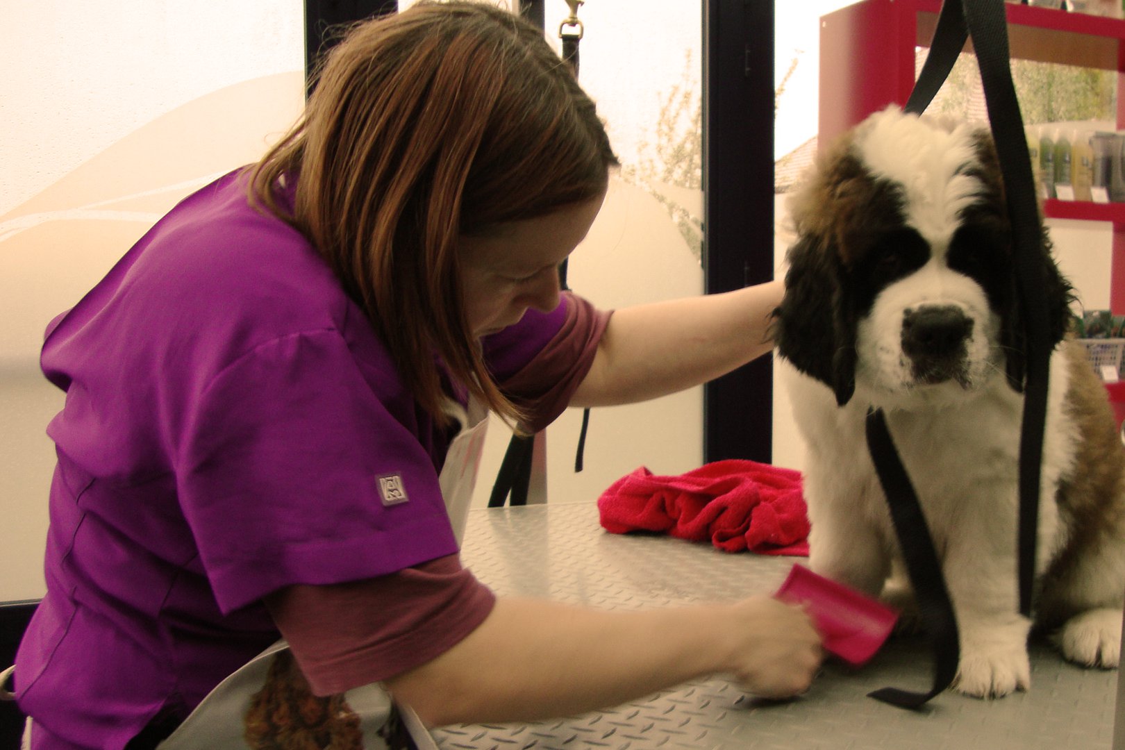 A guideline for proper Saint Bernard grooming